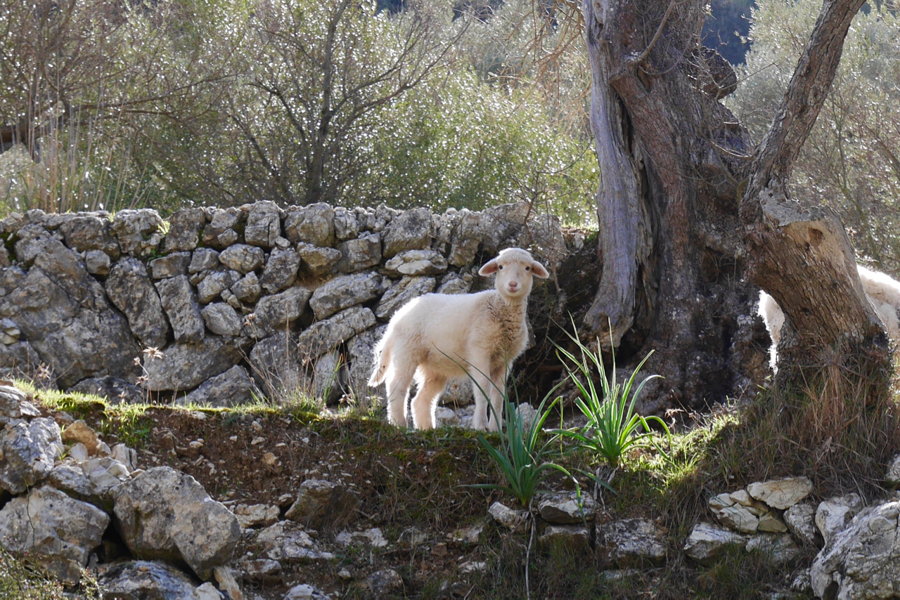 Animals on Mallorca: Discover Wildlife and Companions - Estilo Palma