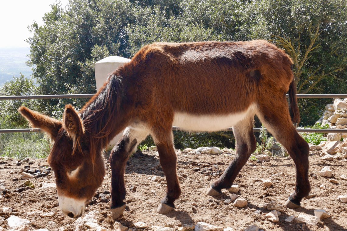 Animals on Mallorca: Discover Wildlife and Companions - Estilo Palma