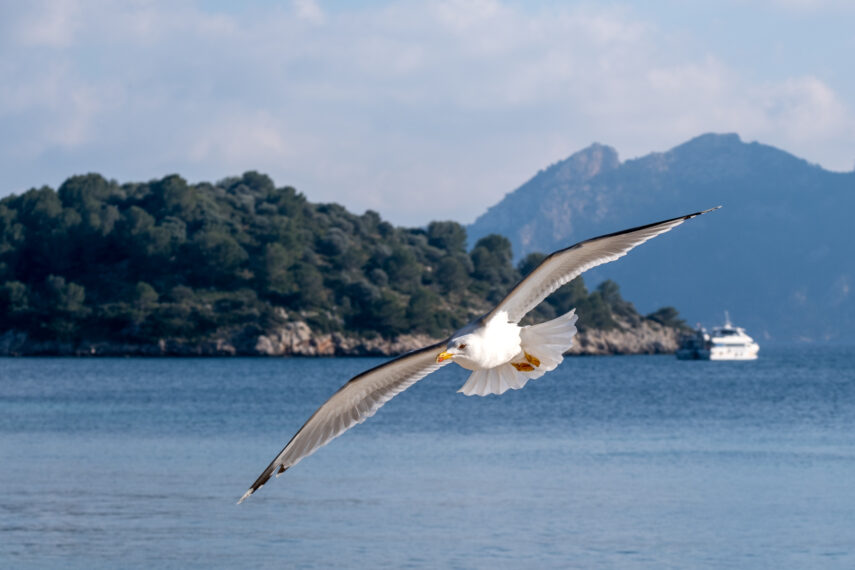 Animals on Mallorca: Discover Wildlife and Companions - Estilo Palma