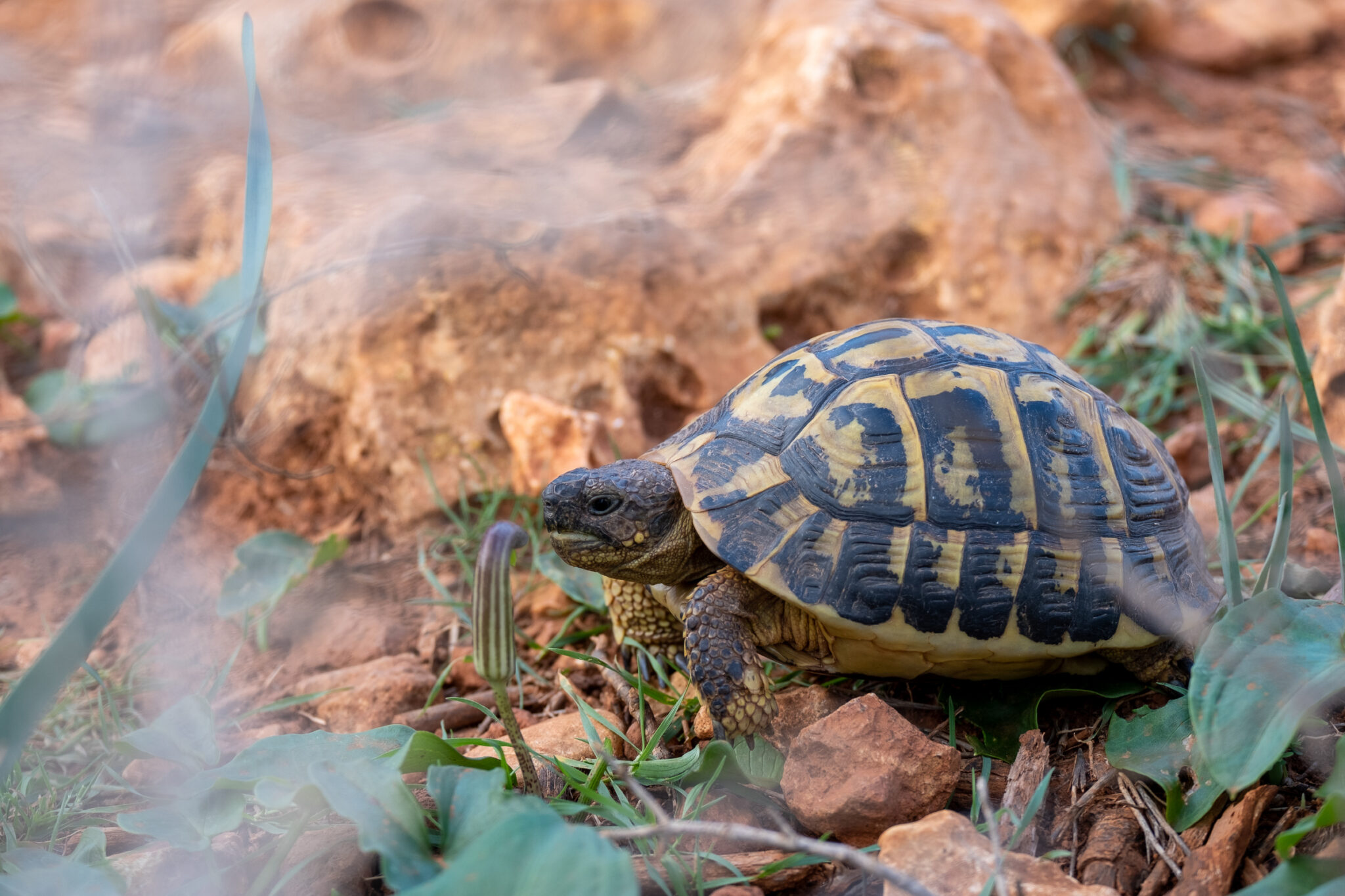 Animals on Mallorca: Discover Wildlife and Companions - Estilo Palma