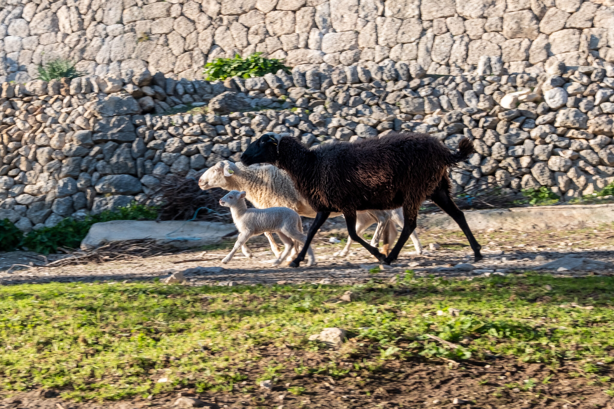 Animals on Mallorca: Discover Wildlife and Companions - Estilo Palma