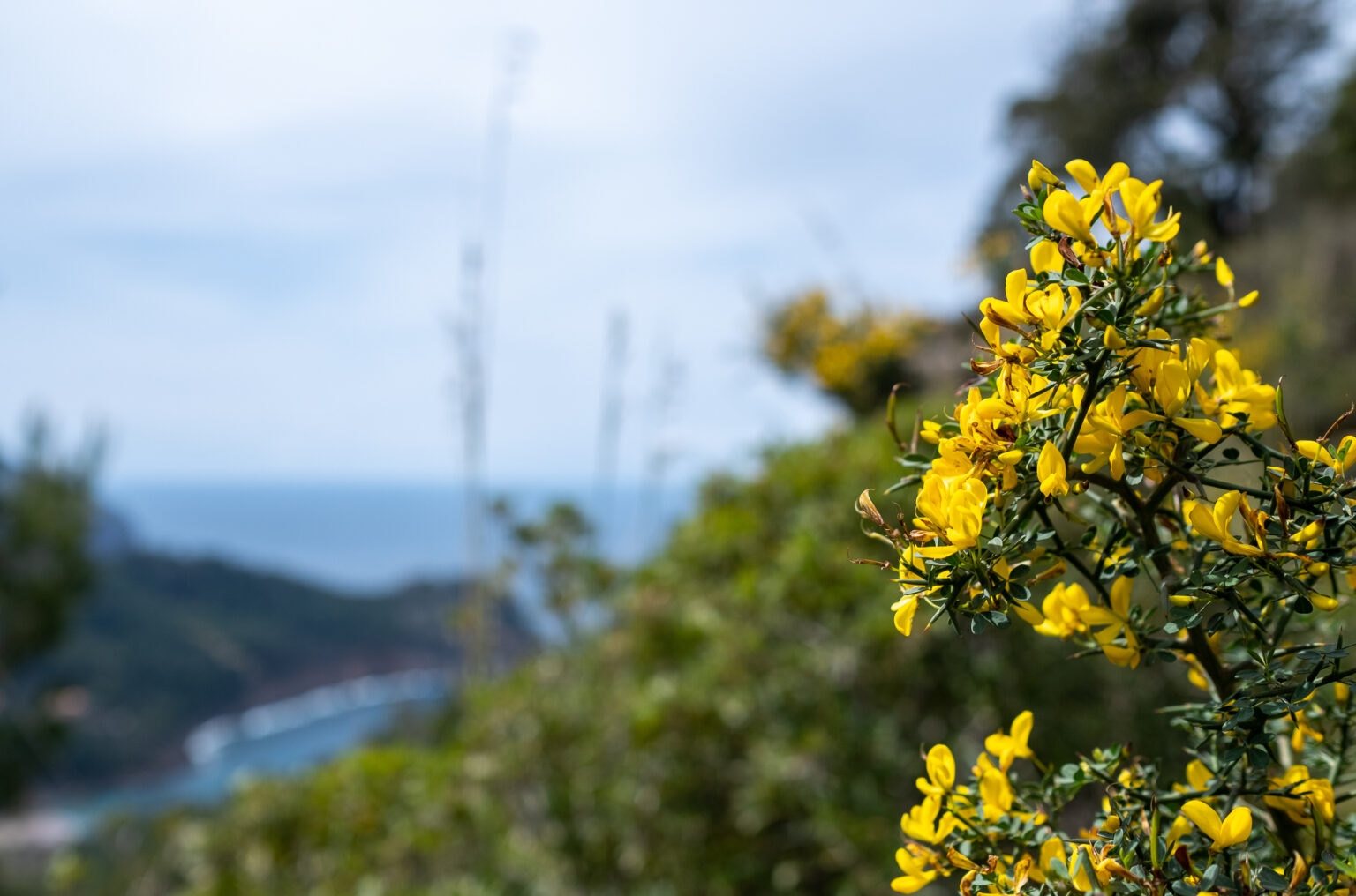 Pirate lookout: Torre de sa Mola de Tuent - Estilo Palma