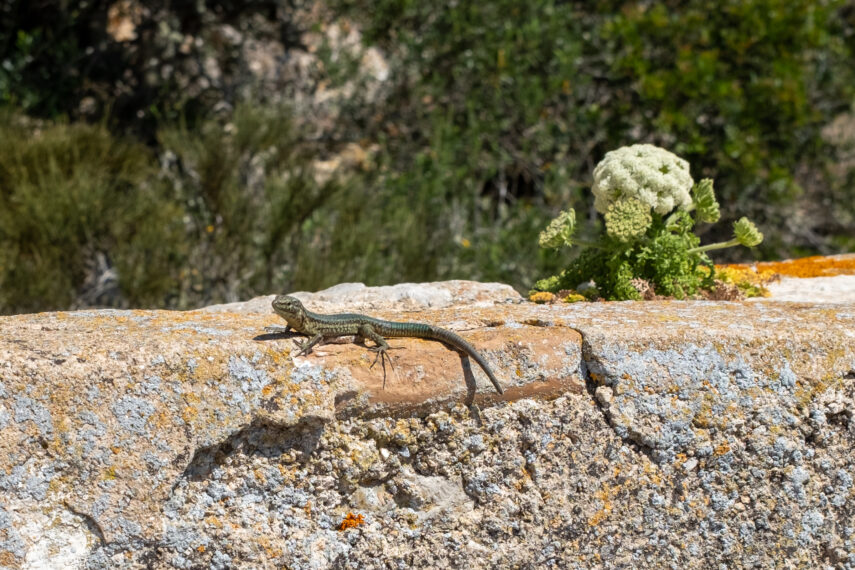 Animals on Mallorca: Discover Wildlife and Companions - Estilo Palma