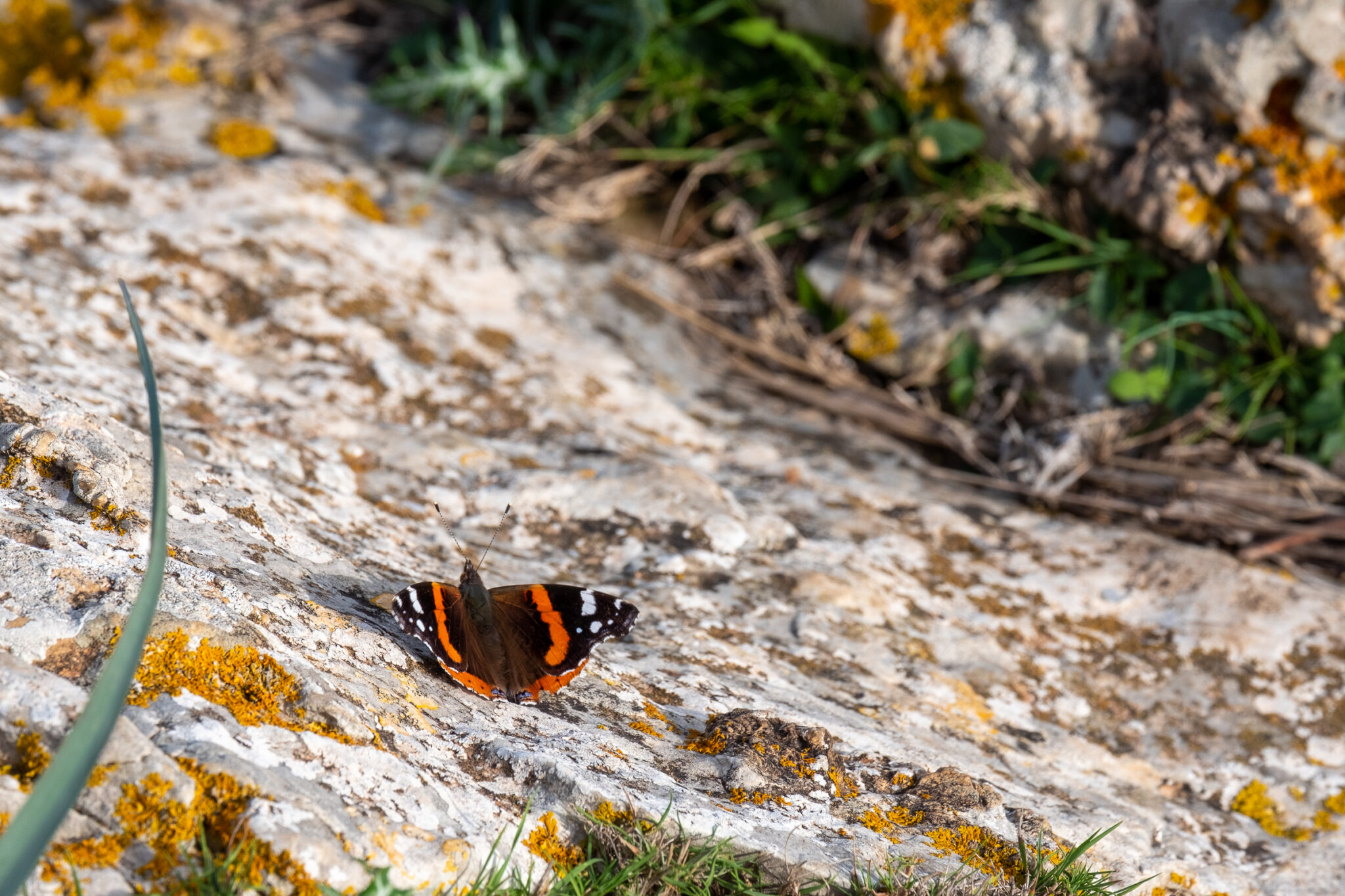 Animals on Mallorca: Discover Wildlife and Companions - Estilo Palma