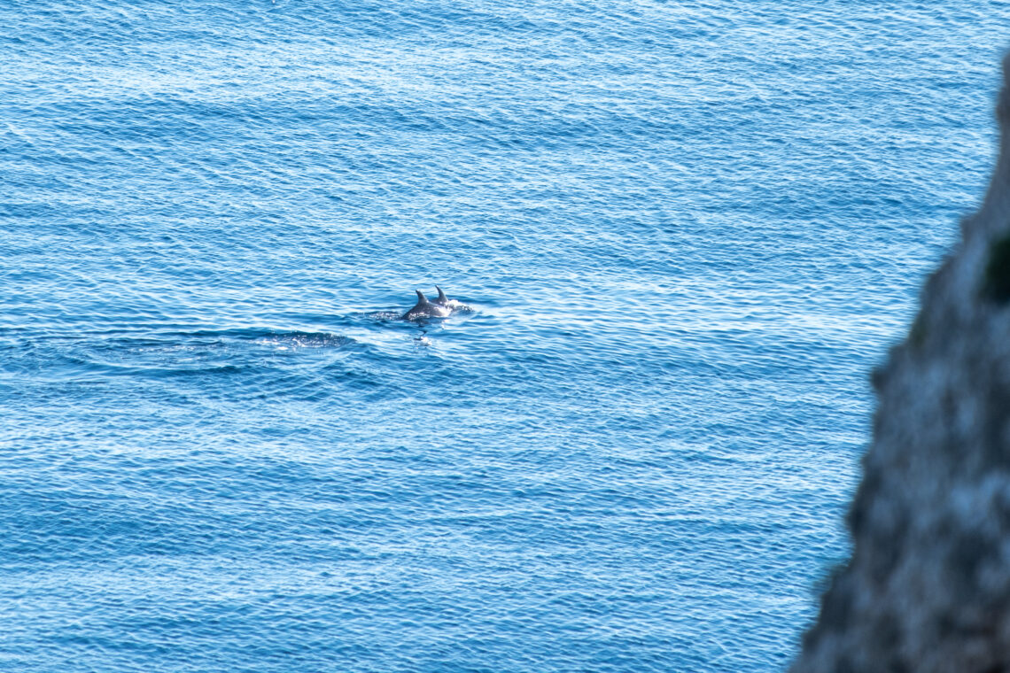 Animals on Mallorca: Discover Wildlife and Companions - Estilo Palma