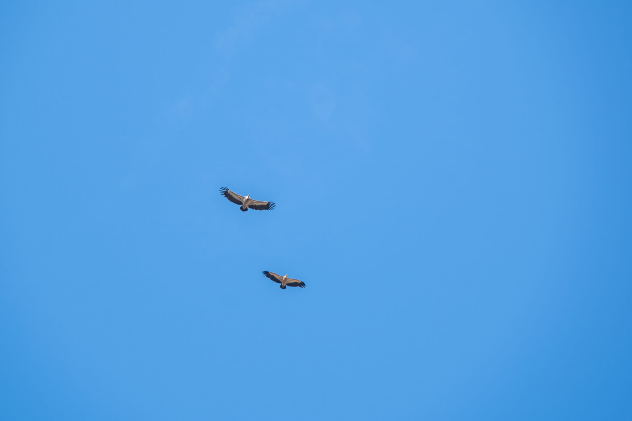 Animals on Mallorca: Discover Wildlife and Companions - Estilo Palma