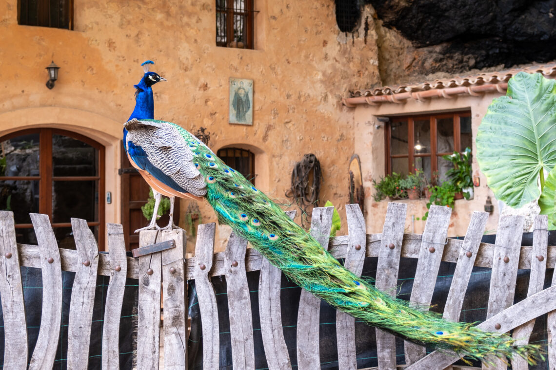 Animals on Mallorca: Discover Wildlife and Companions - Estilo Palma